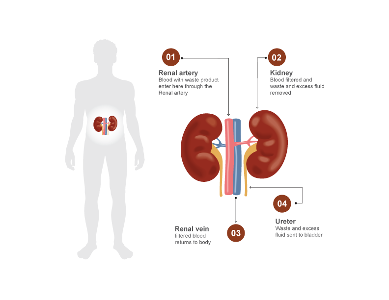 What makes the kidneys work harder?