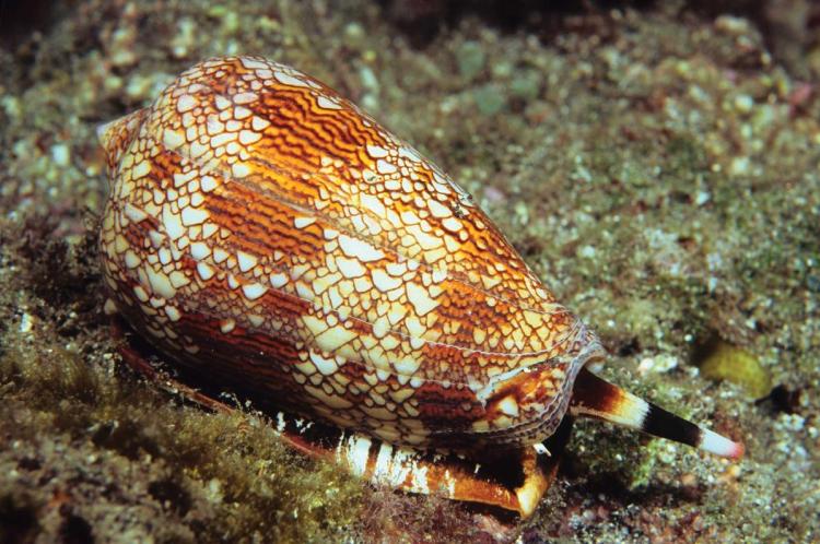 What mollusk is poisonous?
