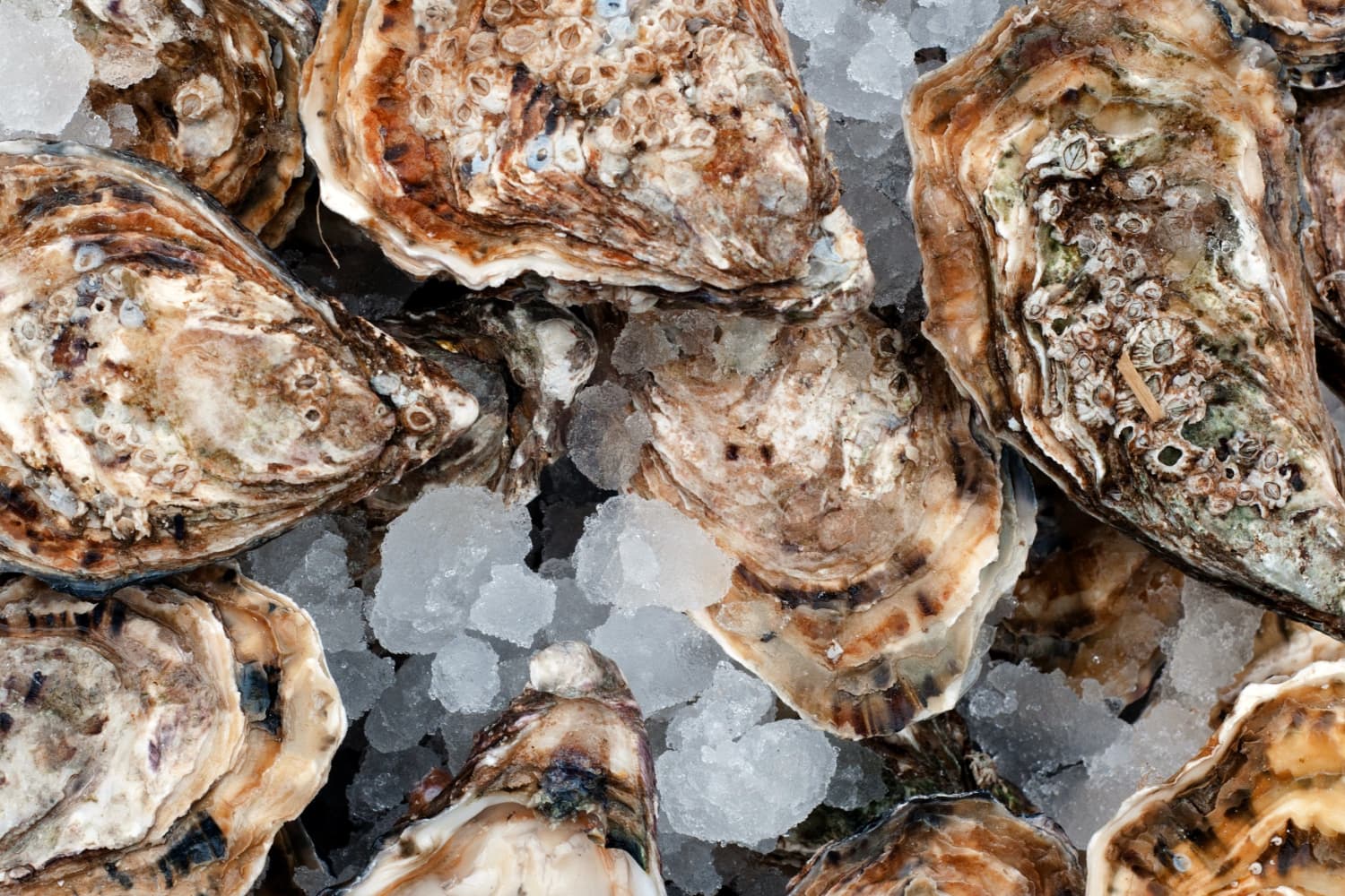What month should you not eat oysters?