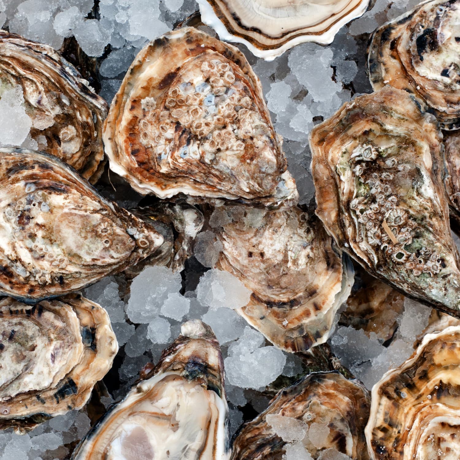 What months are you not supposed to eat oysters?