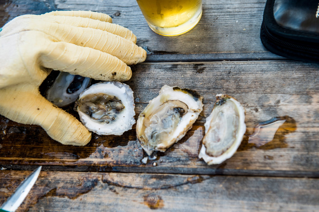 What months can you not harvest oysters?