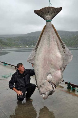 What months is halibut in season?