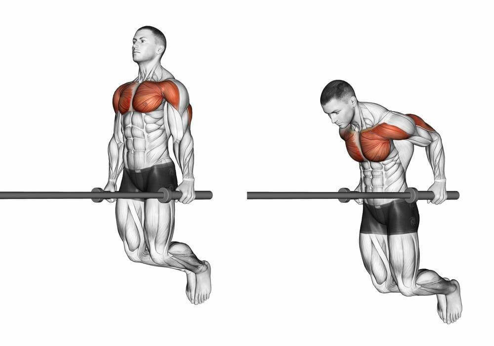 What muscles do dips grow?