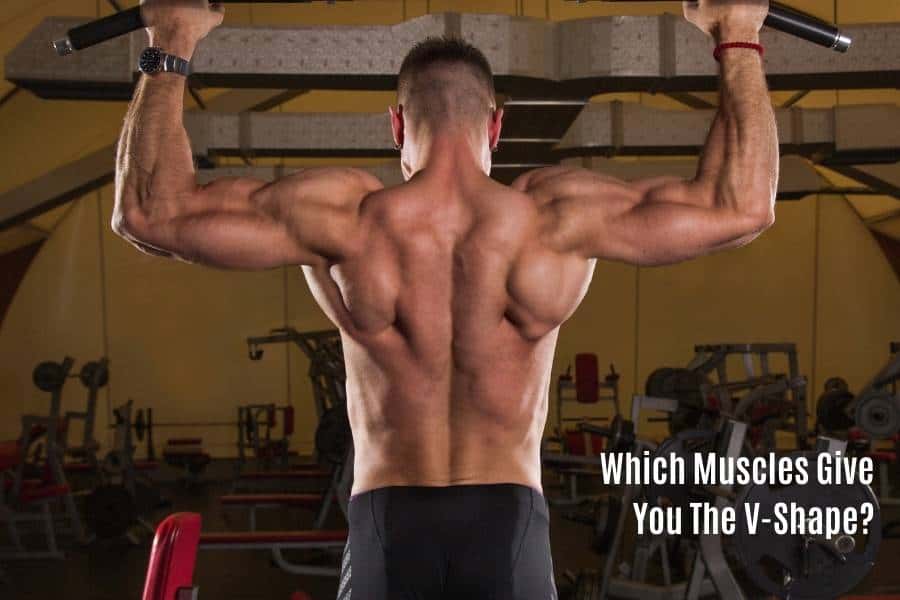 What muscles give you a V shape?
