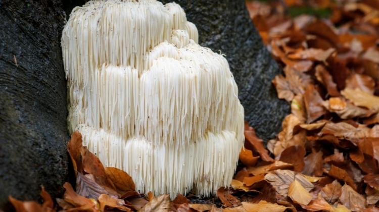 What mushroom is best for the brain?