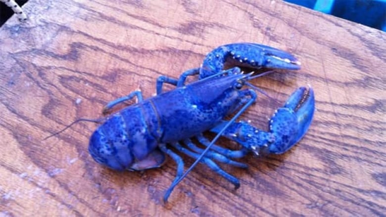 What mutation causes lobsters to be blue?