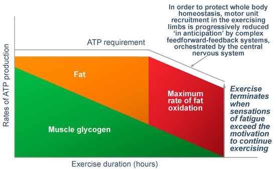What nutrients are depleted during exercise?
