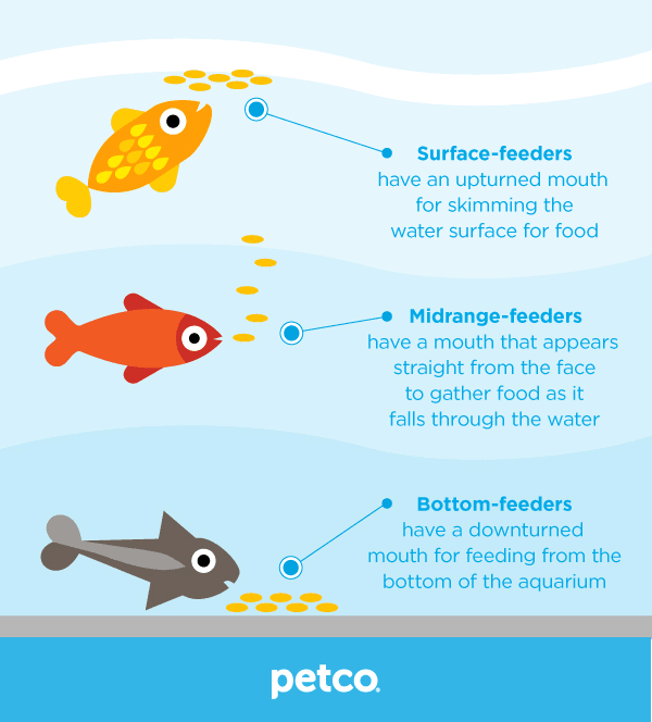 What nutrients do freshwater fish need?