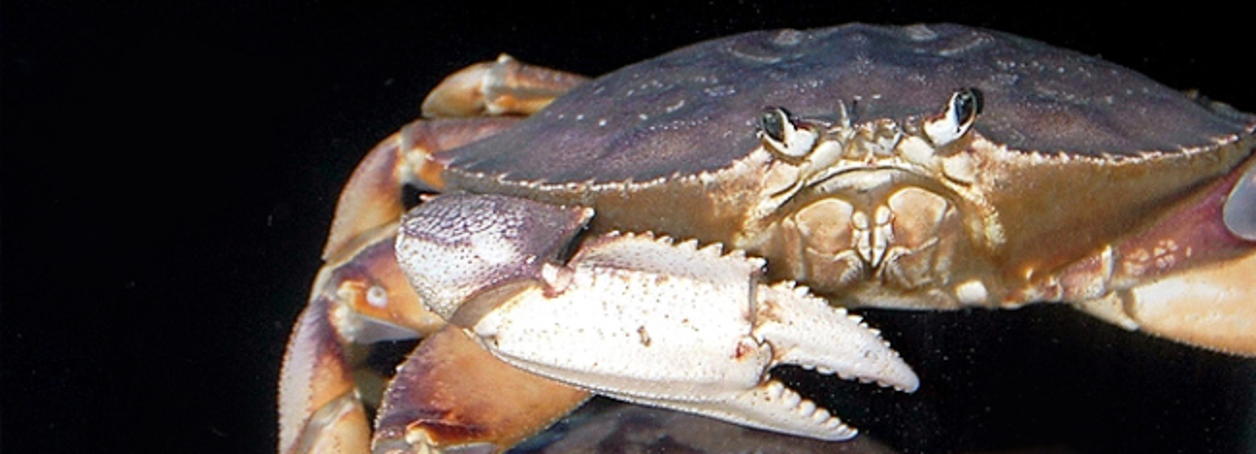 What ocean zone do Dungeness crabs live in?