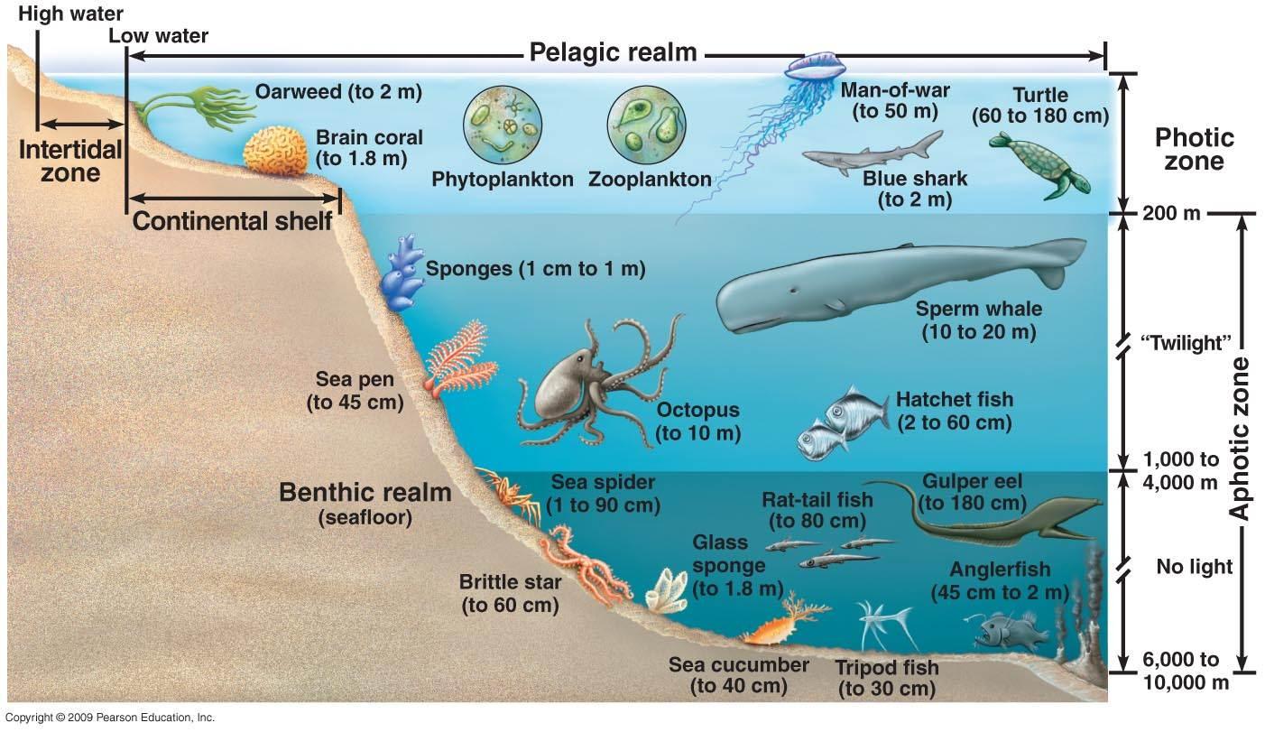 What ocean zone do shrimp live in?