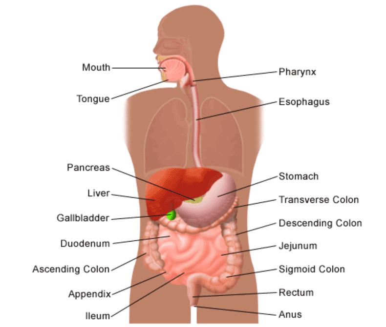 What organ does flatulence affect?