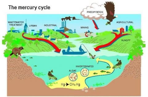 What organization does mercury pollution?