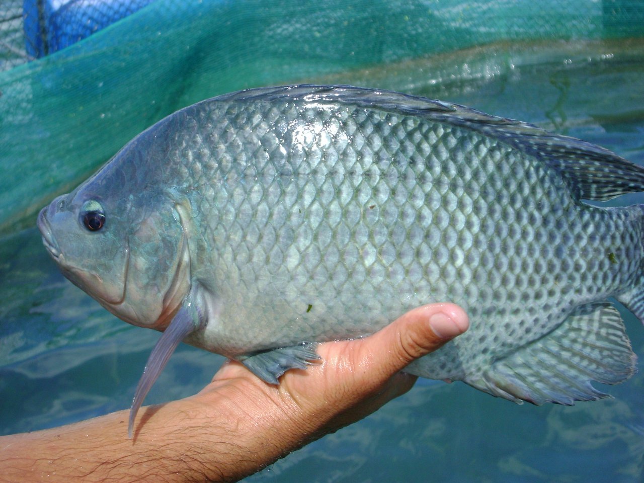 What other fish can live with tilapia?