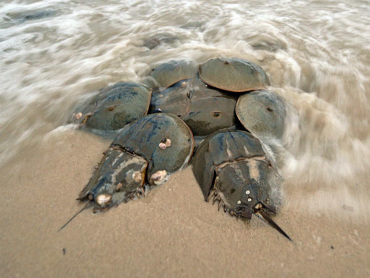 What other human activities have caused a decline in horseshoe crab populations?