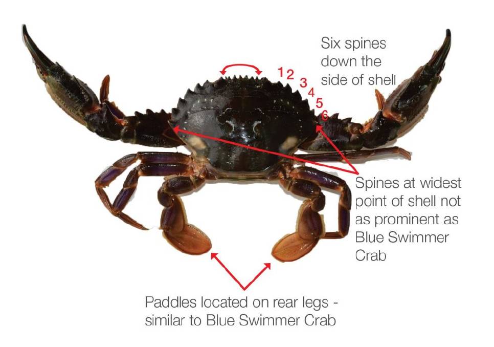 What part of a blue crab is poisonous?