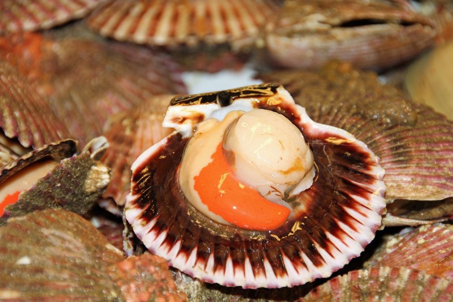 What part of a scallop is not edible?