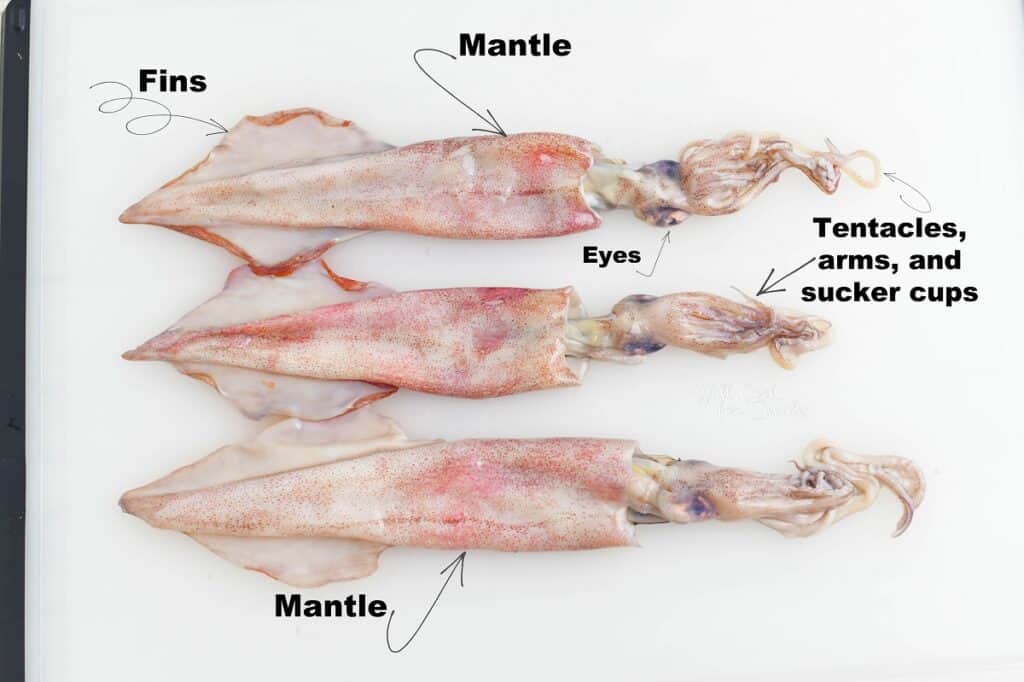 What part of a squid do you eat?