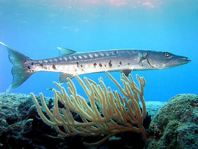 What part of barracuda is poisonous?