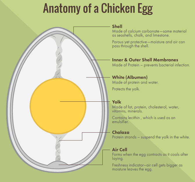 What part of egg is high in calcium?