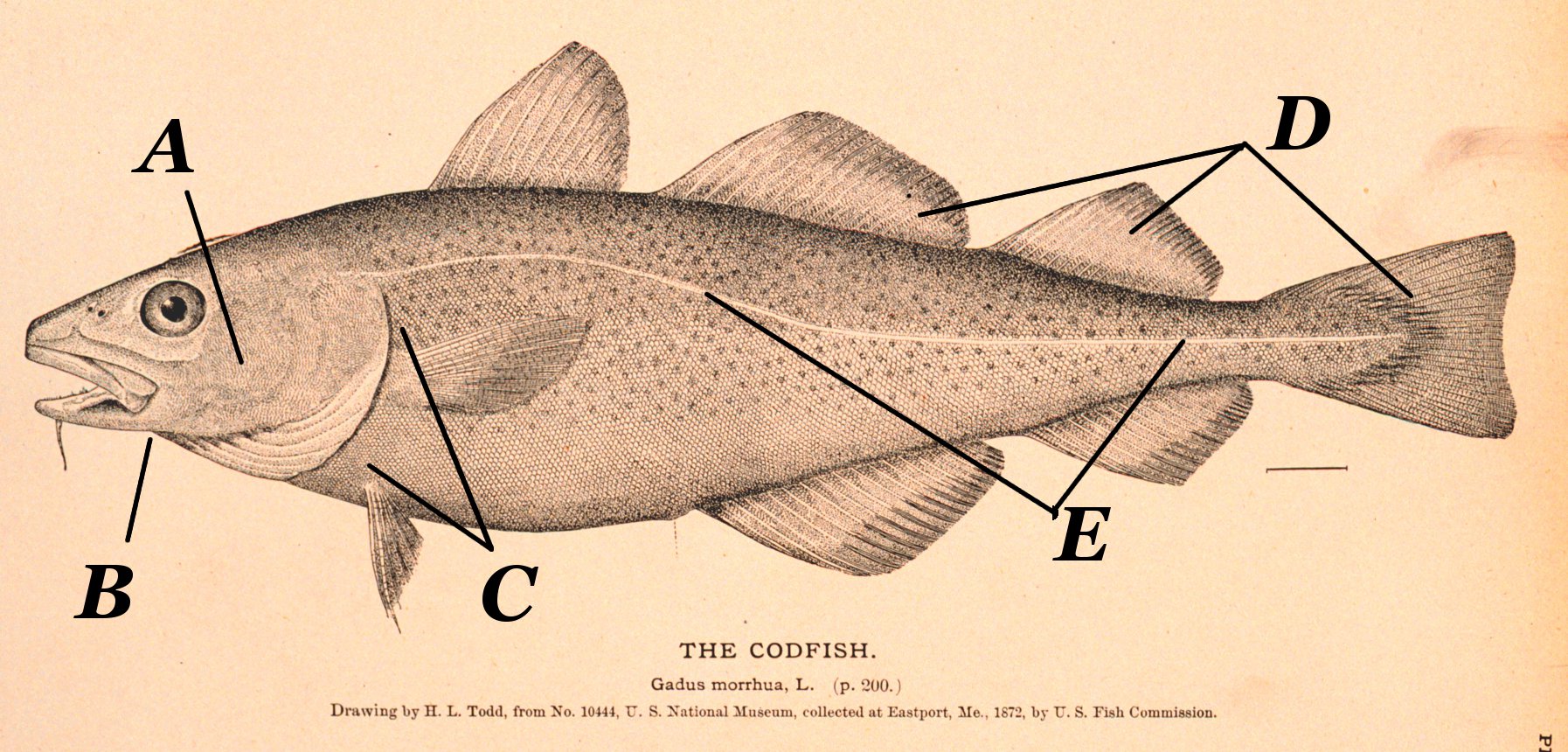 What part of fish is cod cheeks?