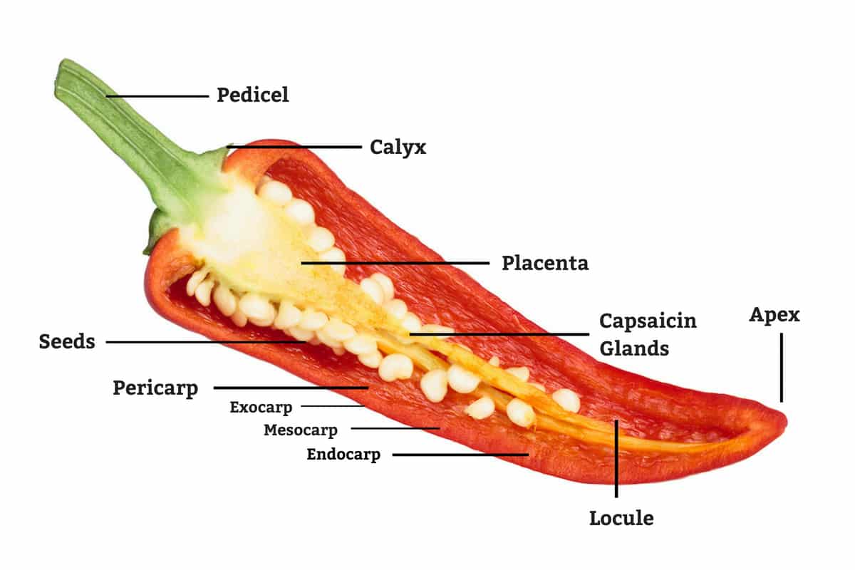 What part of the chili pepper is hotter?