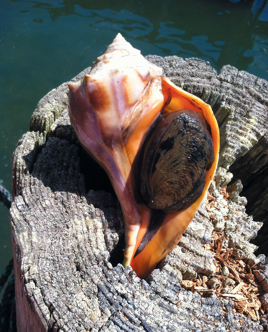 What part of the conch do you eat?