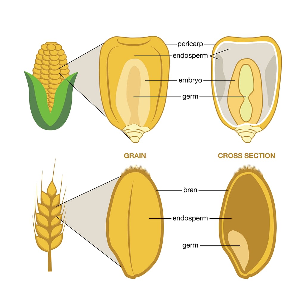 What part of the grain is edible?