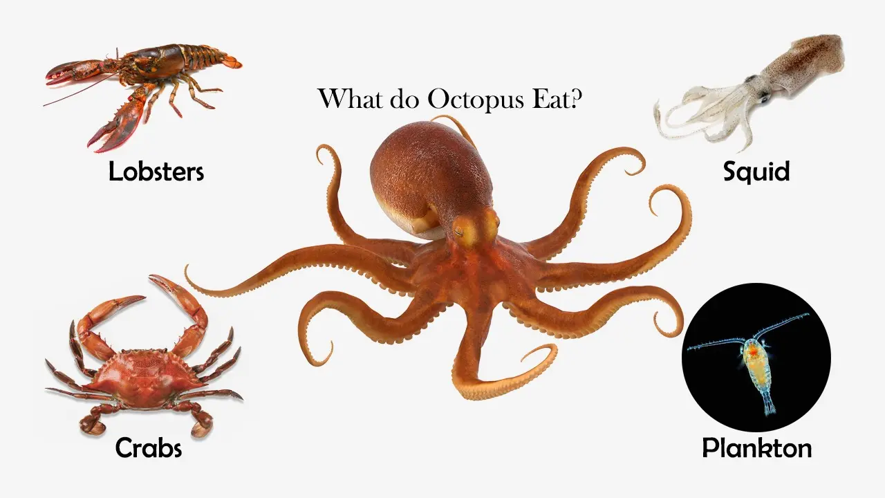 What part of the octopus do you eat?