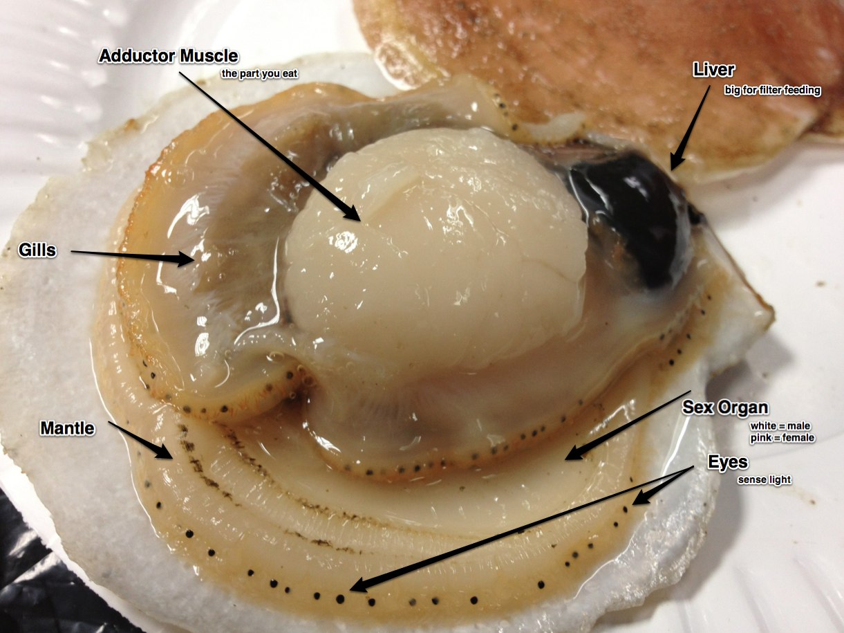 What parts of a scallop can you eat?