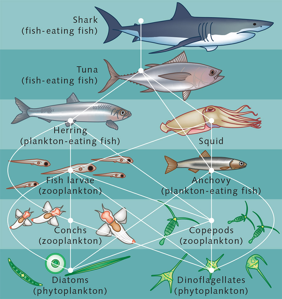 What percentage of all fish live in marine environment?