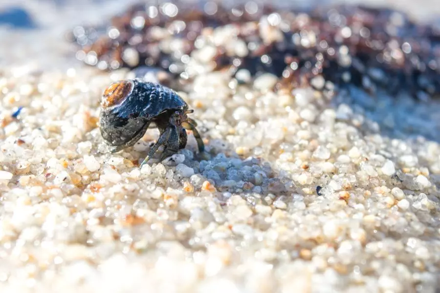 What pets can live with hermit crabs?