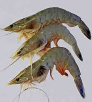 What phylum do shrimp belong to?