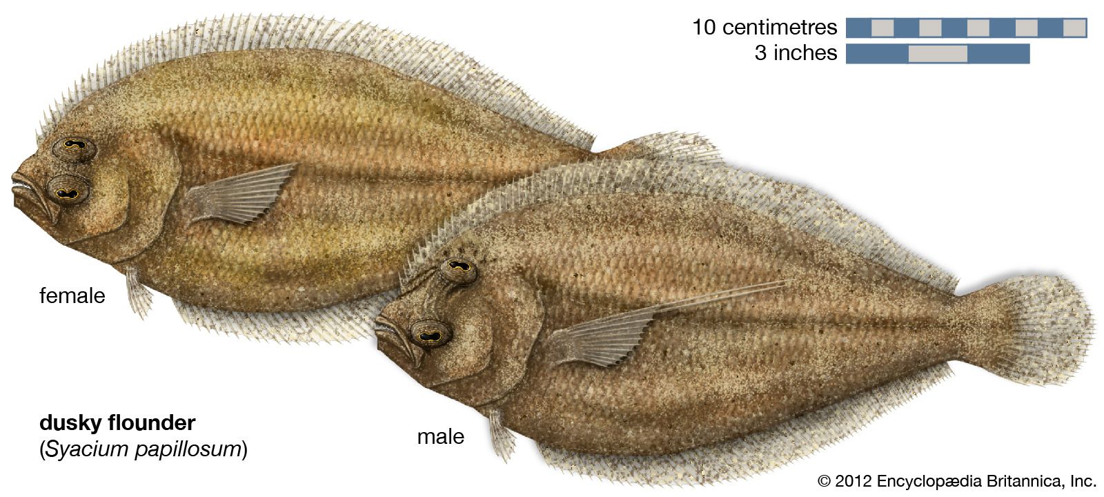 What phylum does a flounder belong to?