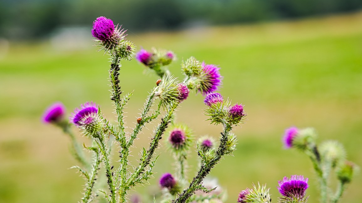 What plant helps your liver?