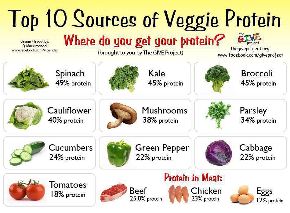 What plant is highest in protein?