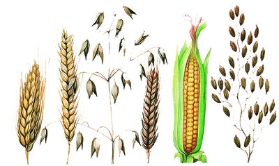 What plants are considered cereals?