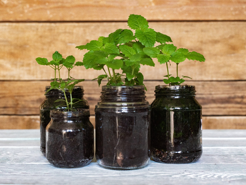 What plants can be grown in a jar?