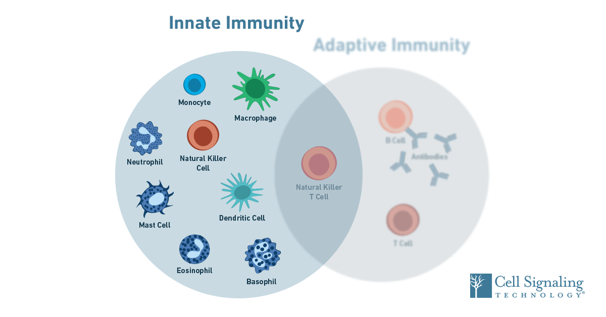 What plays a role in innate immunity?