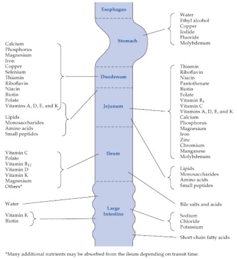 What prevents the absorption of vitamins?