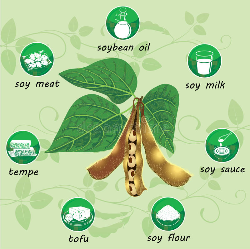 What products are made from soybeans?