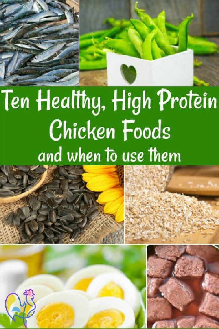 What protein can I eat instead of chicken?