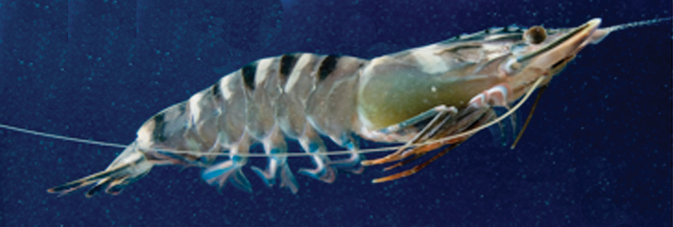 What protein gives prawns their blue colour?