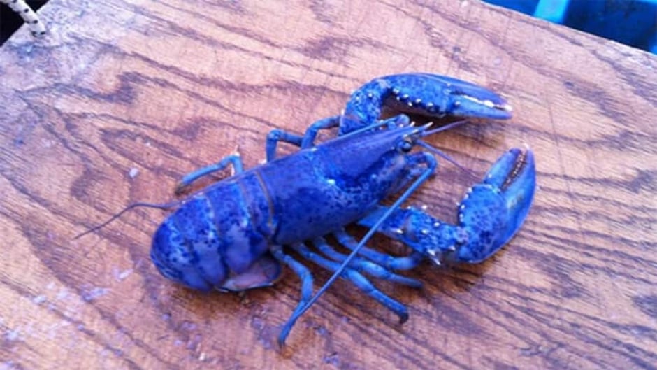 What protein makes lobsters blue?