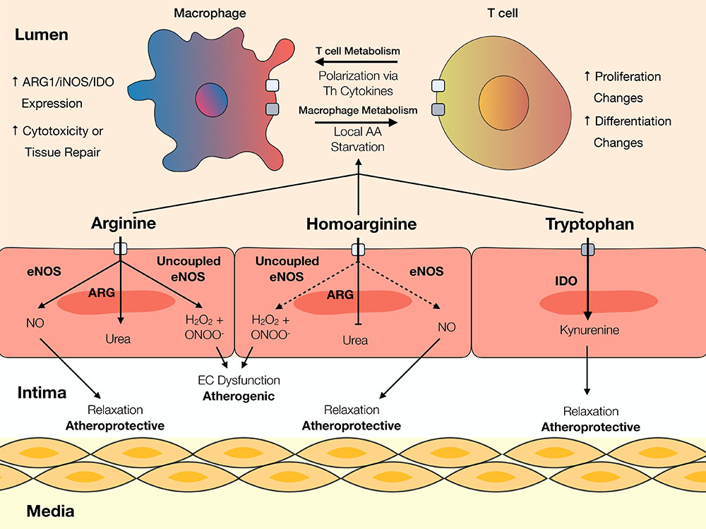 What protein reduces atherosclerosis?