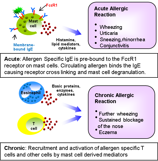 What proteins cause allergic reactions?