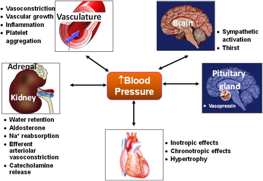 What proteins regulate blood pressure?