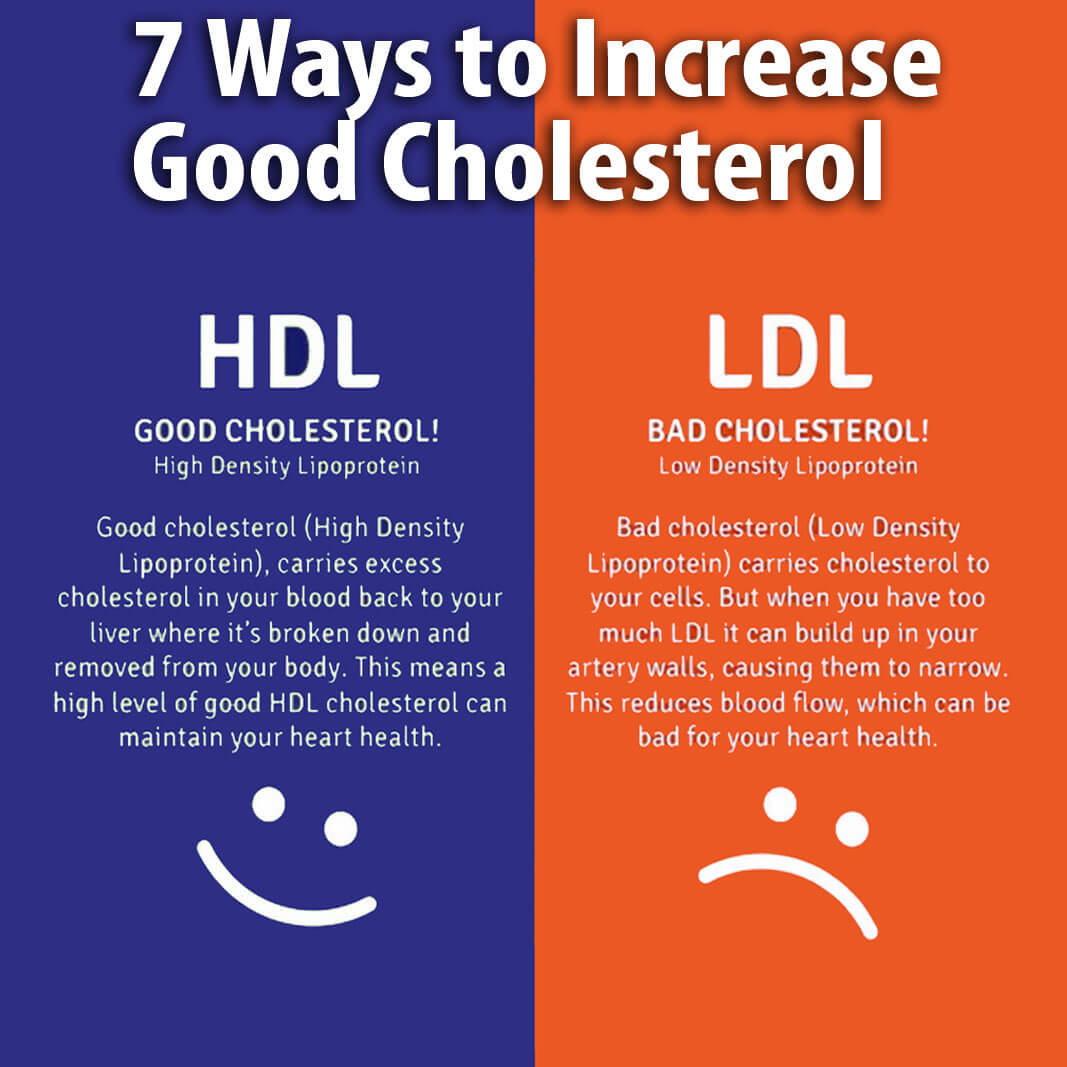 What raises HDL the most?