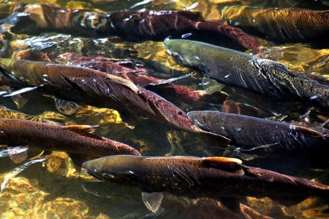 What salmon are running now in Seattle?