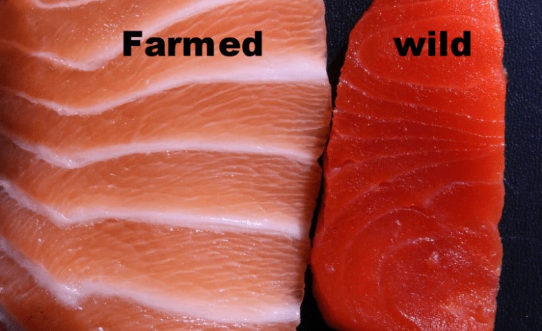 What salmon is not farmed?