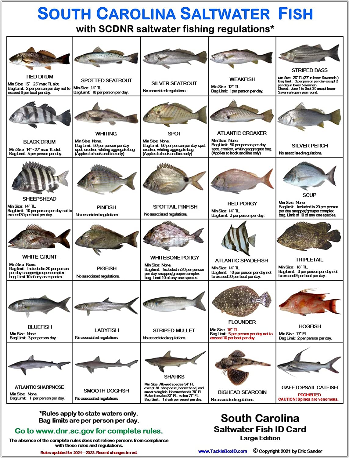 What saltwater fish are in season South Carolina?